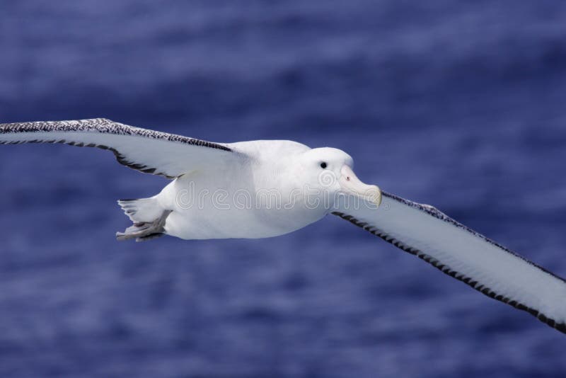 Wandering Albatross in Flight Stock Photo - Image of soaring, alone ...
