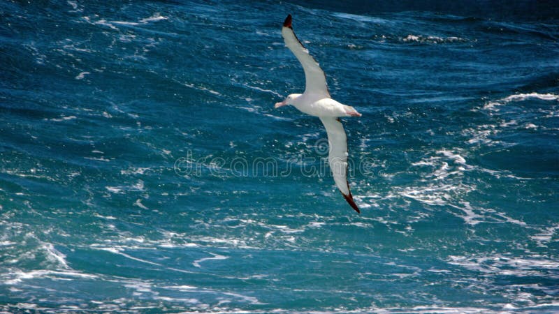 Wandering Albatross in Flight Above the Ocean Stock Photo - Image of ...