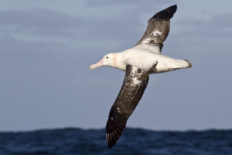 Wandering Albatross Hovering Over the Atlantic Ocean Stock Photo ...