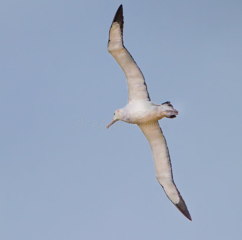 Wandering Albatross in Flight Stock Photo - Image of soaring, alone ...