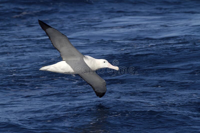 Wandering Albatross Flying Over the Waters of the Atlantic Stock Image ...