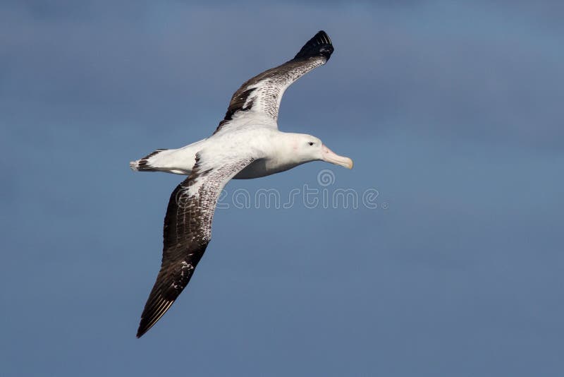 Wandering Albatross in Flight Stock Photo - Image of soaring, alone ...