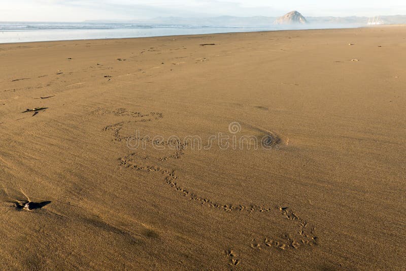 Wandering Bird Tracks in the Sand of the Morro Spit Beach Stock Image ...