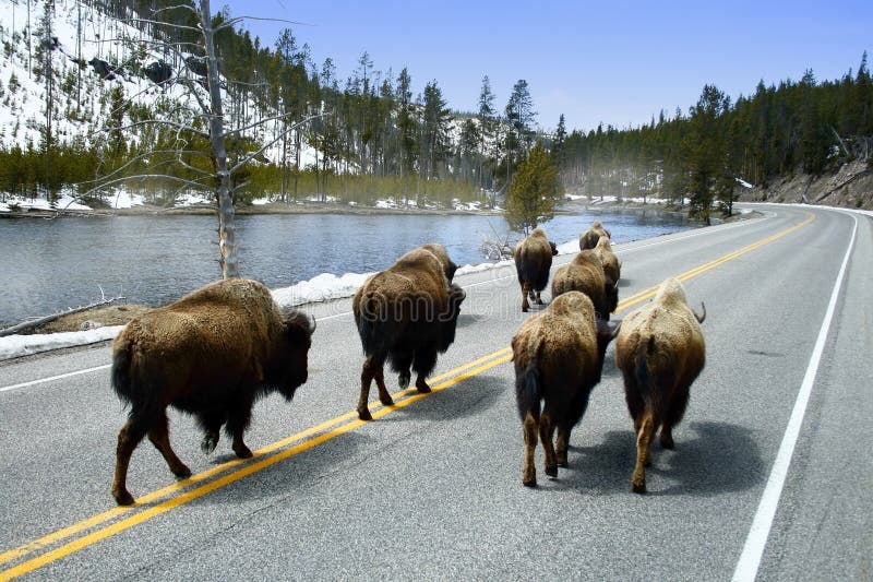Road Buffalo stock photo. Image of vacation, stone, american - 15556312