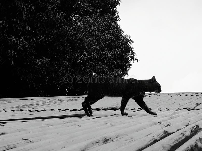 Wandering cat stock image. Image of walking, black, wandering - 89939605