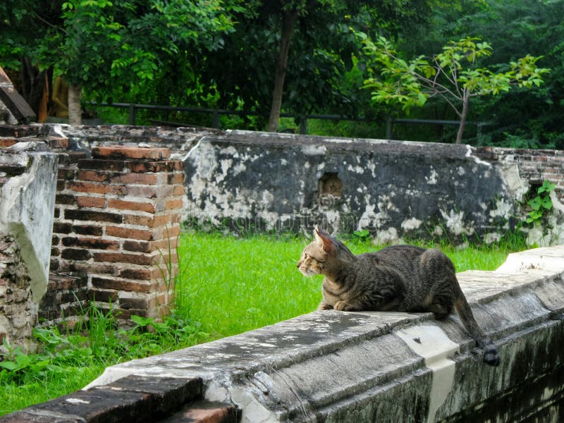 Wandering Cat Walking on Temple Wall Stock Image - Image of temple ...