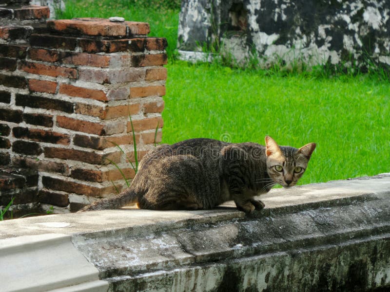 Wandering Cat Walking on Temple Wall Stock Image - Image of plant ...