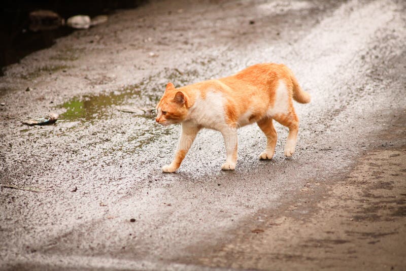 Wandering stock image. Image of wandering, traveler - 132144531