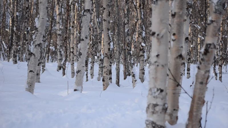 Wandering in Deep Snowy Birch Tree Forest in the Arctic Circle Stock ...