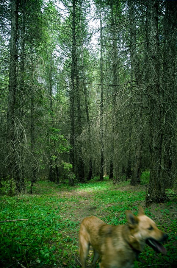 Wandering dog stock image. Image of path, grassy, grass - 2756519