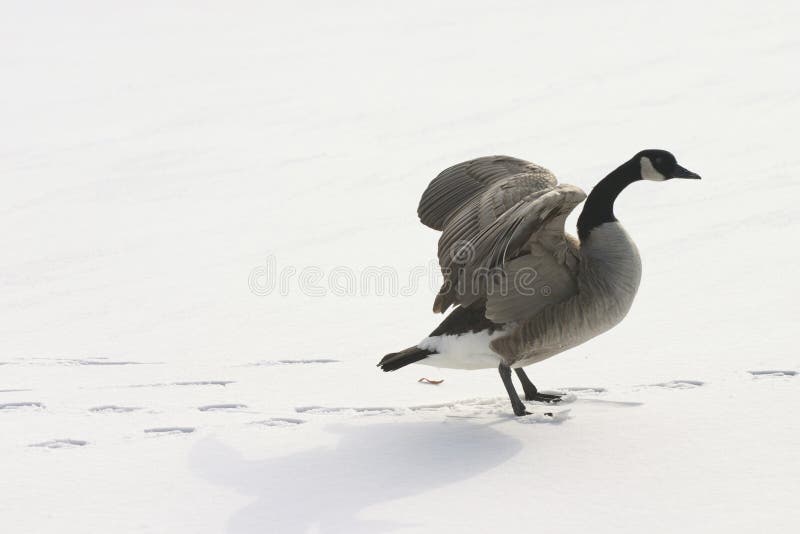 Wandering goose stock photo. Image of cold, stray, wander - 1634958