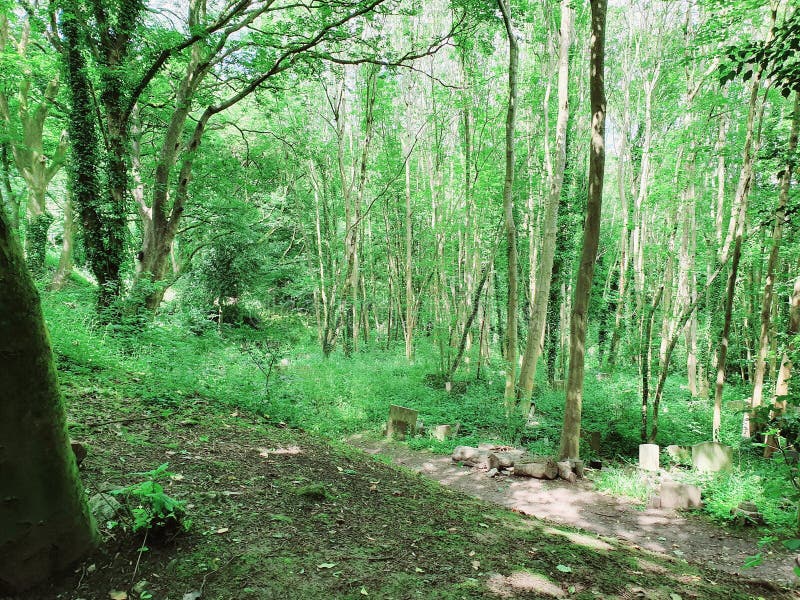 Wandering stock image. Image of nature, forest, trees - 161631261