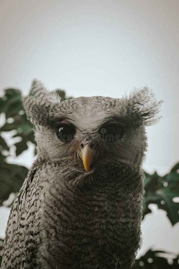 Wandering Owl Stock Photos - Free & Royalty-Free Stock Photos from ...