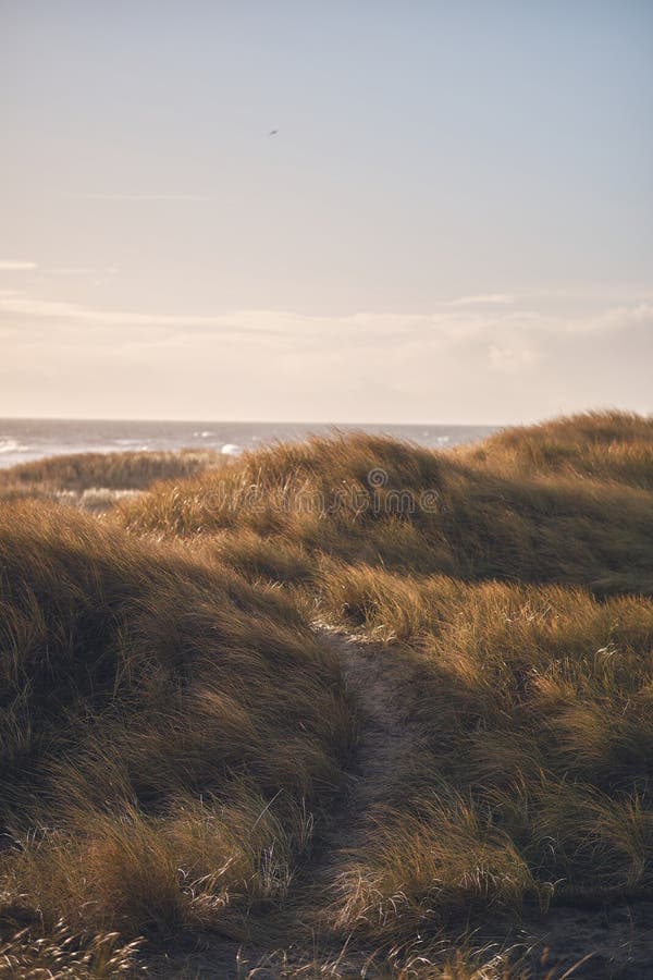 Wandering Path in Danish Dunes Stock Photo - Image of wind, cloud ...