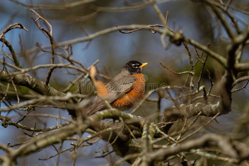 Wandering Thrush Perched on a Thin Tree Branch in a Natural Outdoor ...
