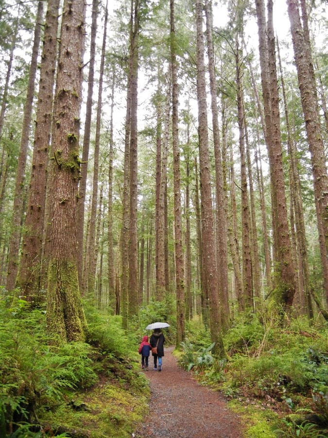 Wandering in the Woods editorial photo. Image of vacation - 65530156