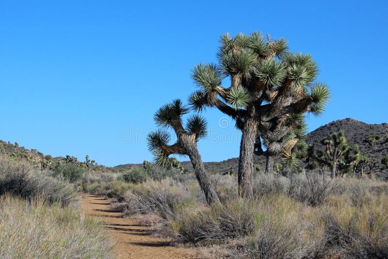 Wandern Im Joshua-Baum-Nationalpark Stockbild - Bild von wüste ...