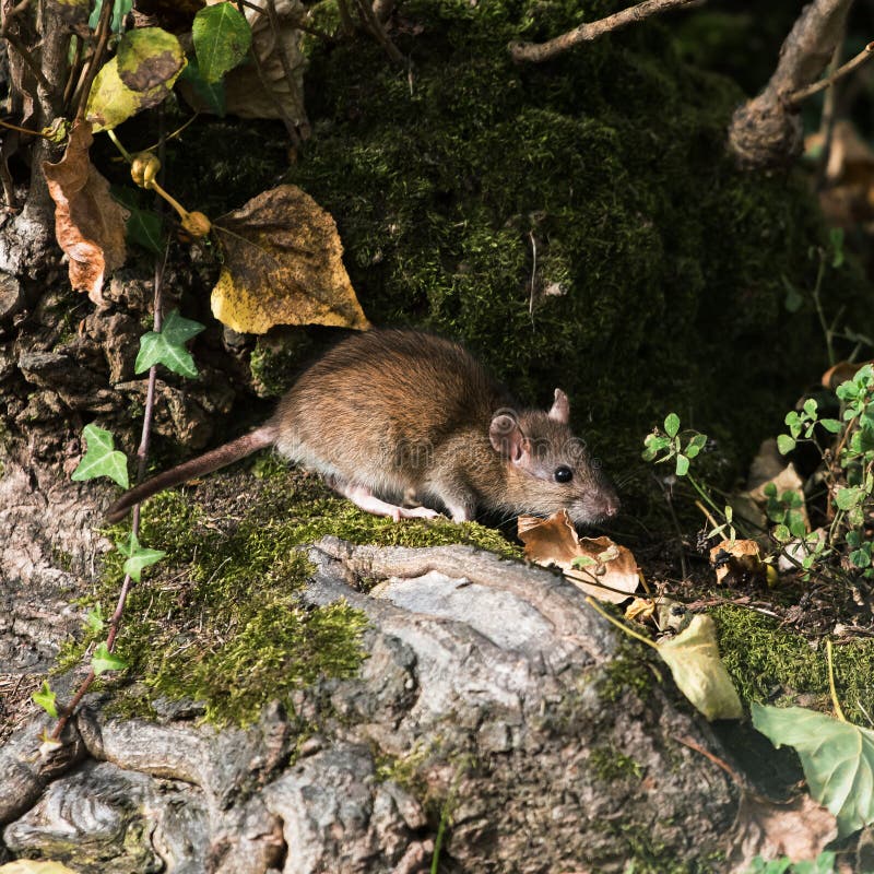 Laborratte (Rattus Norvegicus) Erschrak In Einem Rahmen Stockbild ...
