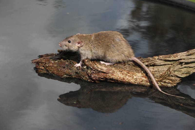 Wanderratte, Rattus Norvegicus Stockfoto - Bild von nave ...