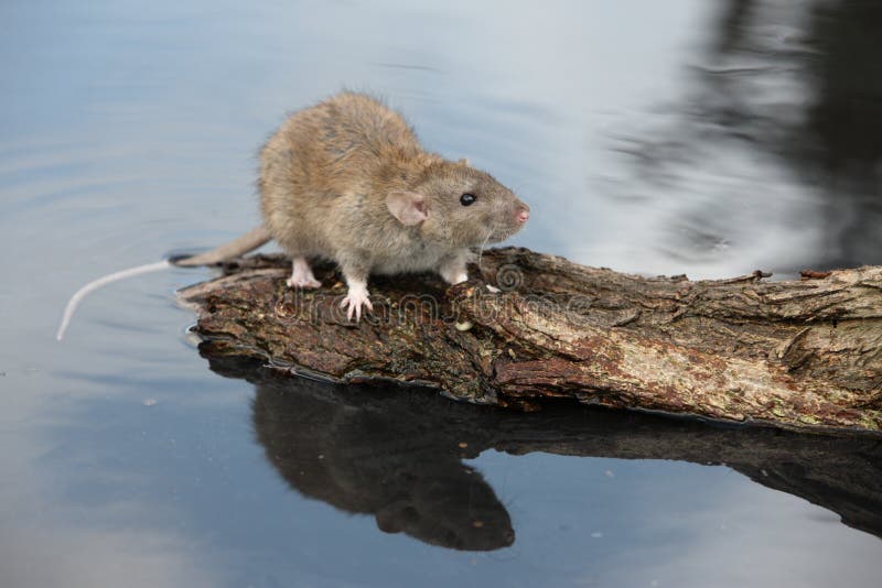Wanderratte, Rattus Norvegicus Stockfoto - Bild von norwegen, britisch ...