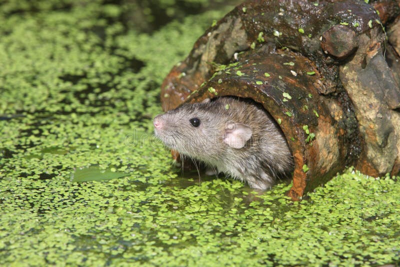 Wanderratte, Rattus Norvegicus Stockfoto - Bild von ratte, nave: 32824216