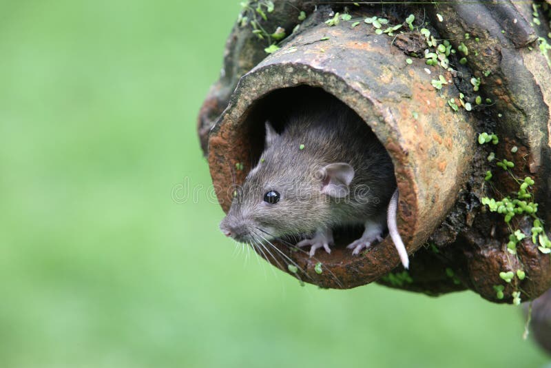Wanderratte, Rattus Norvegicus Stockbild - Bild von plage, tier: 40862817