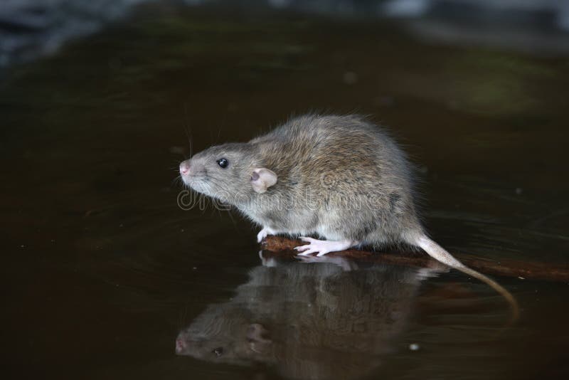 Wanderratte, Rattus Norvegicus Stockbild - Bild von nagetier, wildnis ...