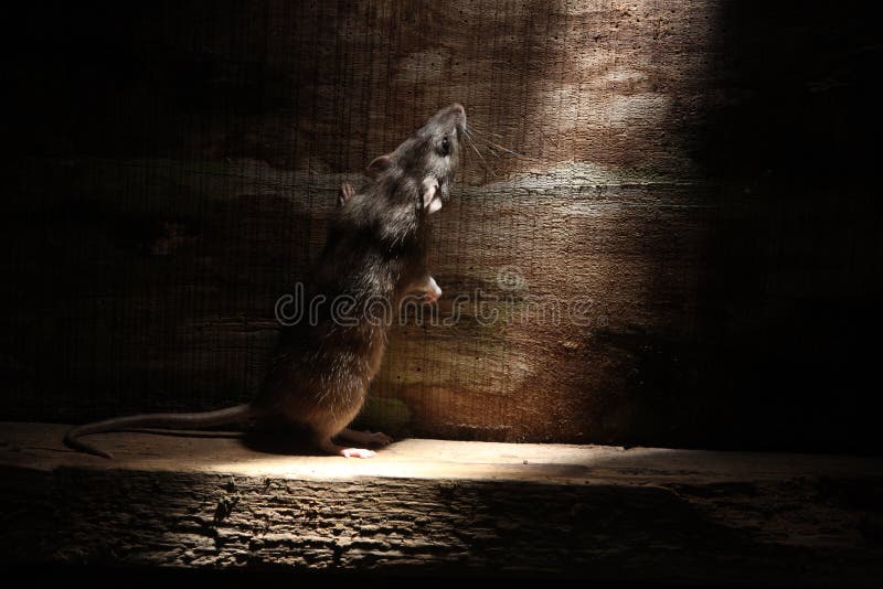 Wanderratte, Rattus Norvegicus Stockbild - Bild von braun, nagetier ...