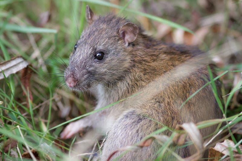 Wanderratte, Rattus Norvegicus Stockfoto - Bild von nave ...