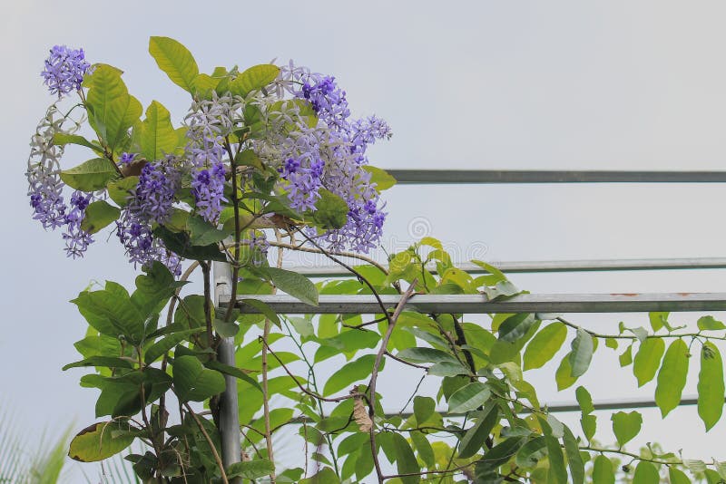 Petrea Volubilis is Growing Around a Steel Arch. Stock Photo - Image of ...