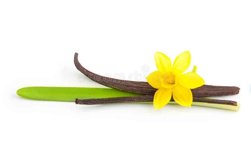 Wanilia kwiat i obraz stock. Obraz złożonej z sezonowanie - 38092113