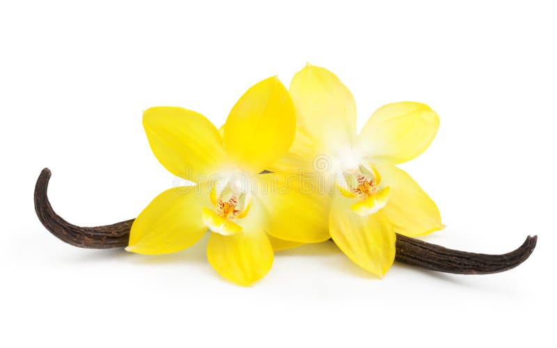 Wanilia kwiat i obraz stock. Obraz złożonej z desery - 38092627