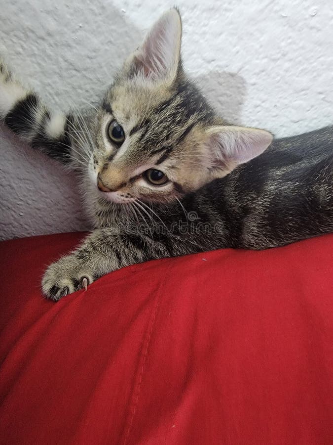 Wanna play kitten stock image. Image of kitten, animal - 245319445