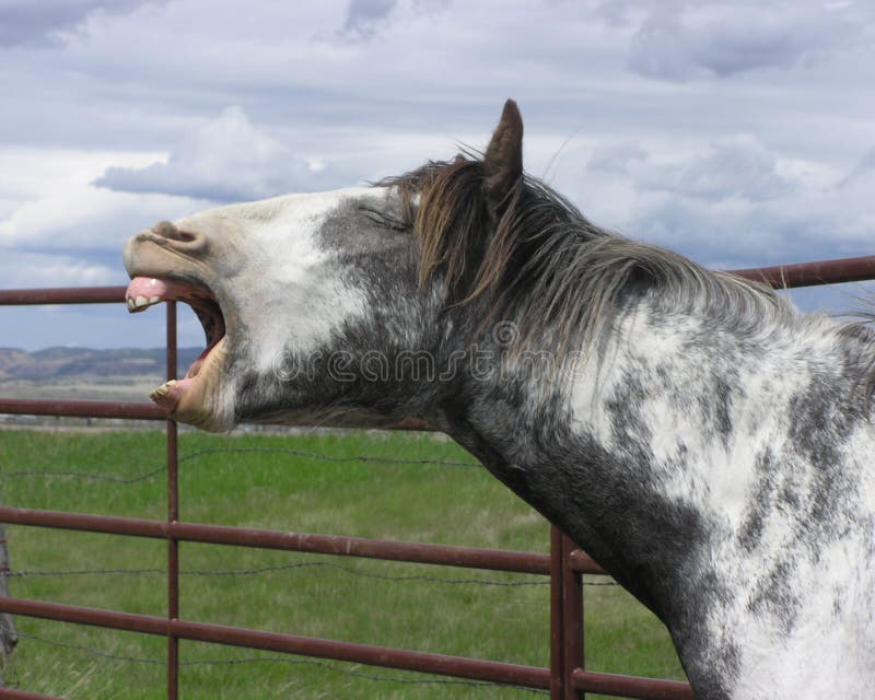 Horse with Hat stock image. Image of equine, horse, funny - 61267