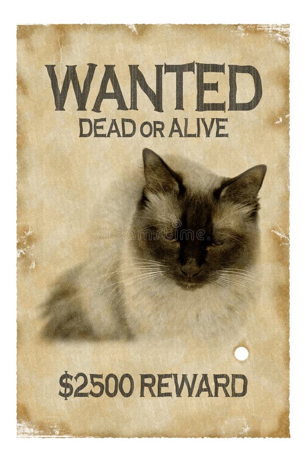 Wanted Stock Photos - Download 16,263 Royalty Free Photos