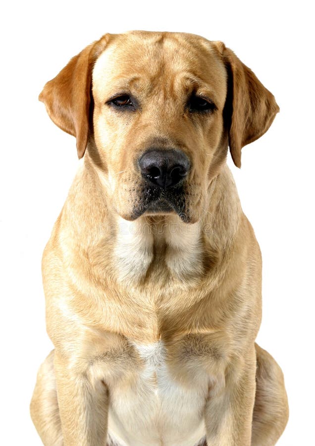 Wanted labrador stock photo. Image of lonely, missing - 2904806