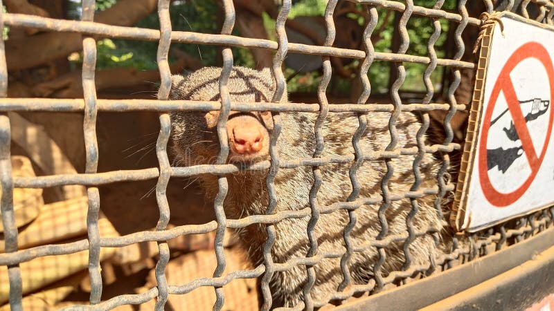 Caged Animal in a Zoo stock photo. Image of animal, wood - 203470514