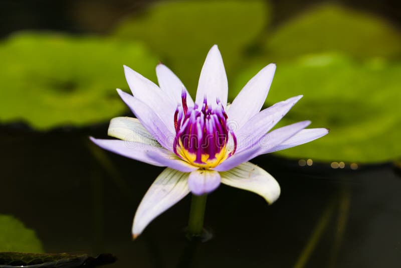 Wanvisa Waterlily stock image. Image of nature, nymphaea - 77173889