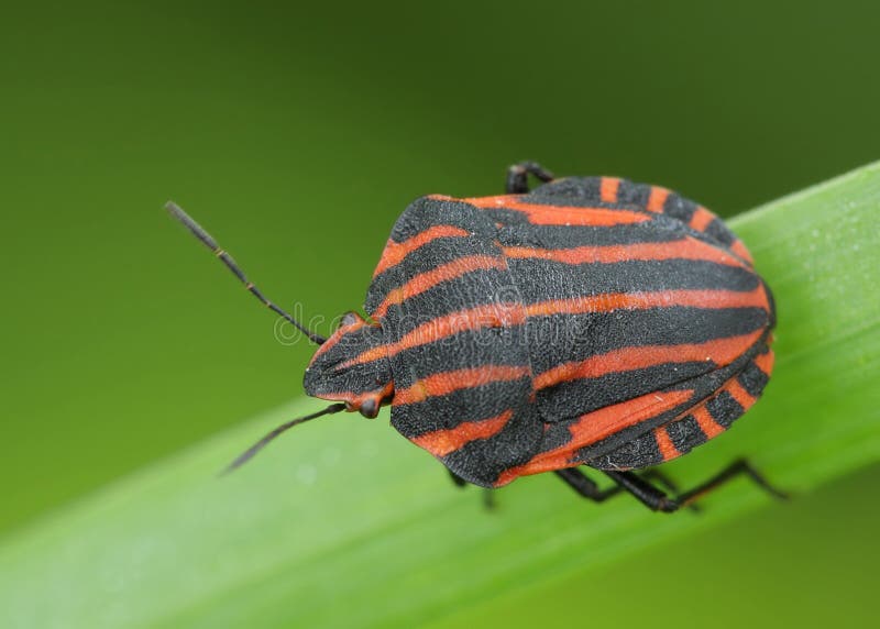 Wanze stockfoto. Bild von bewegung, wissenschaft, nave - 35452746