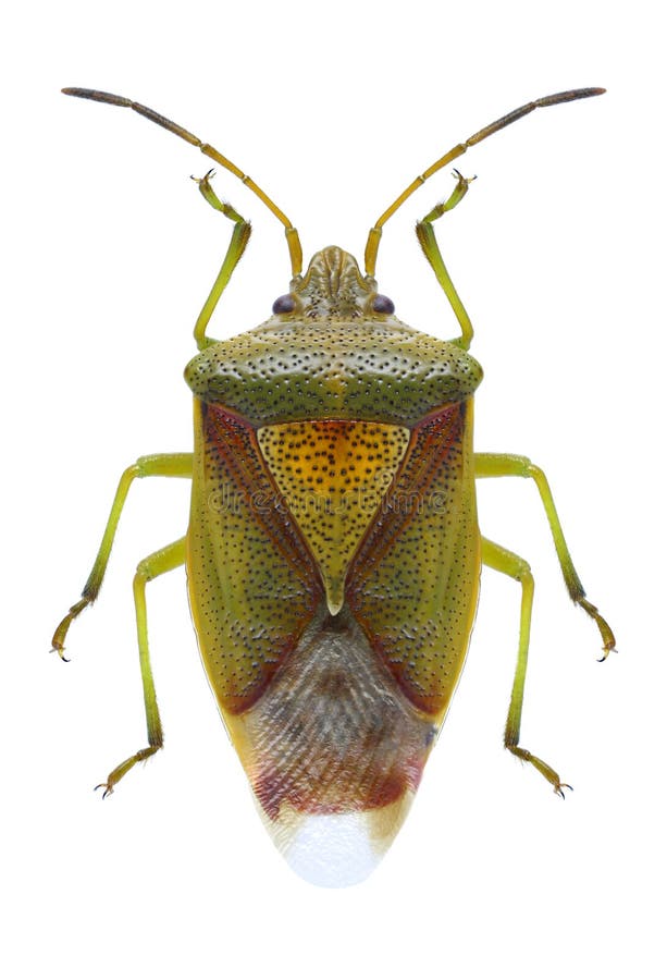 Wanze Elasmostethus-interstinctus Stockfoto - Bild von programmfehler ...