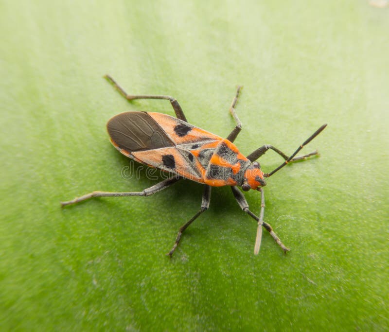 Wanzen und Insekten stockbild. Bild von honig, tier, programmfehler ...