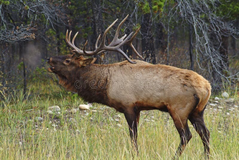 Bull Elk Bugling stock photo. Image of wapiti, bull, mountain - 15066180