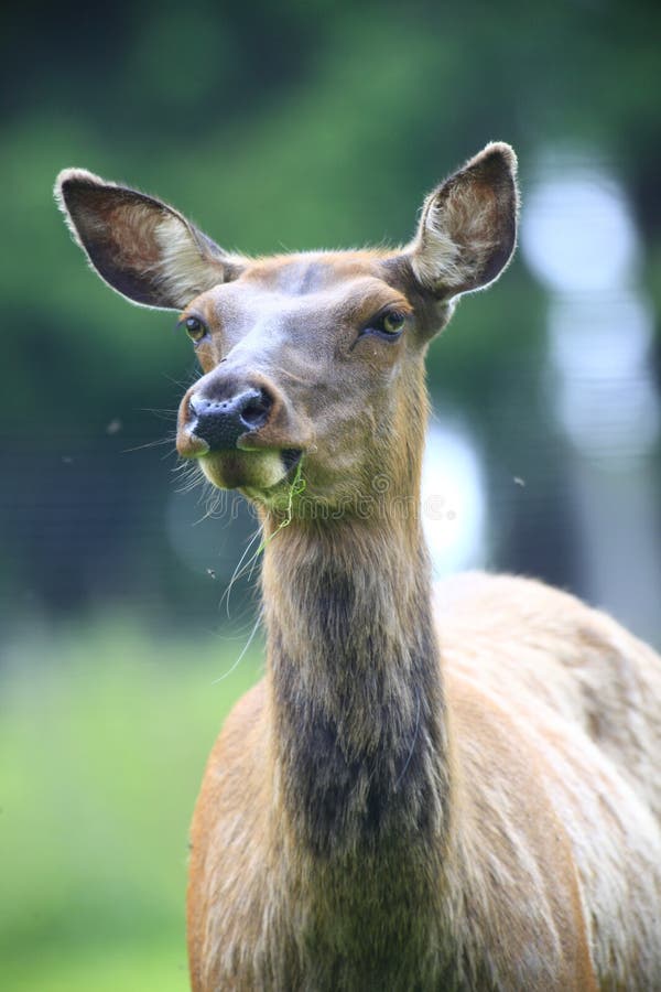Wapiti deer stock photo. Image of woods, wild, deer, summer - 14862214