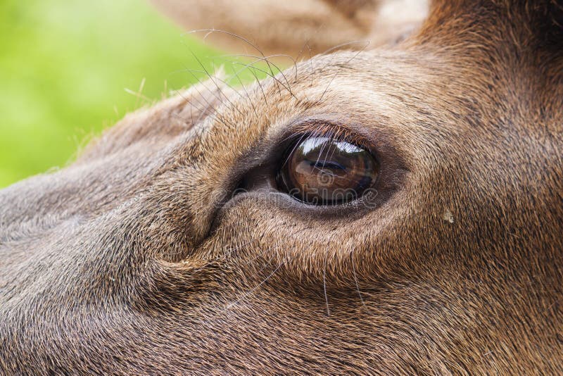 Red Deer eye detail stock photo. Image of buck, male - 13022876