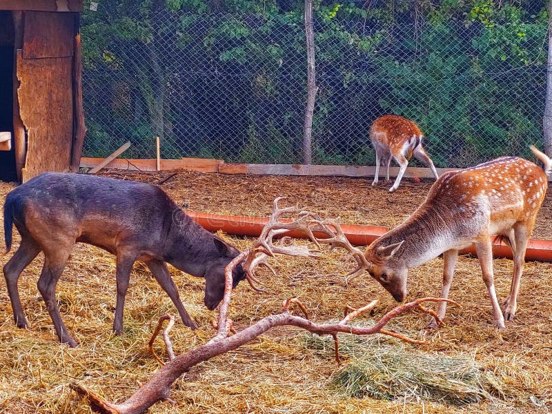 The war of deer stock image. Image of savanna, wilderness - 272010015