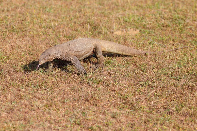 Waran-Varanus - Borneo Malaysia Asien Stockfoto - Bild von gefährlich ...