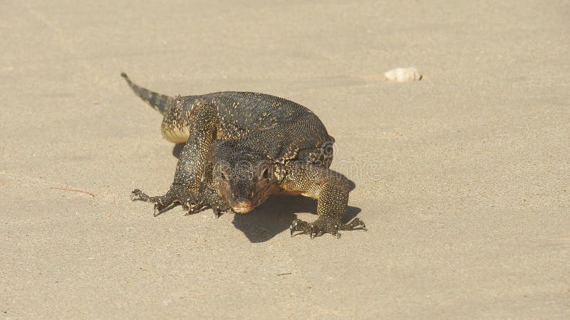 Waran on the beach stock image. Image of island, malaysia - 112317401