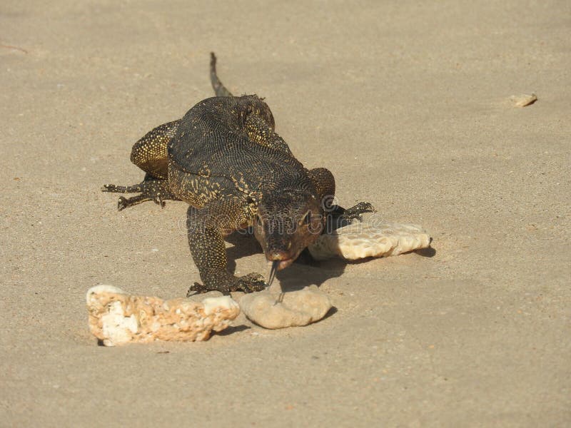 Waran on the beach stock image. Image of beach, wildlife - 107493279
