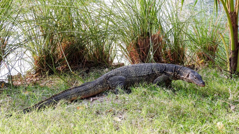 Waran on the beach stock image. Image of predator, lizard - 112317407