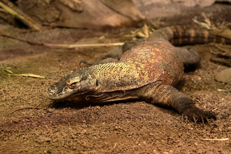 Waran in the landscape stock photo. Image of monitor - 120971266